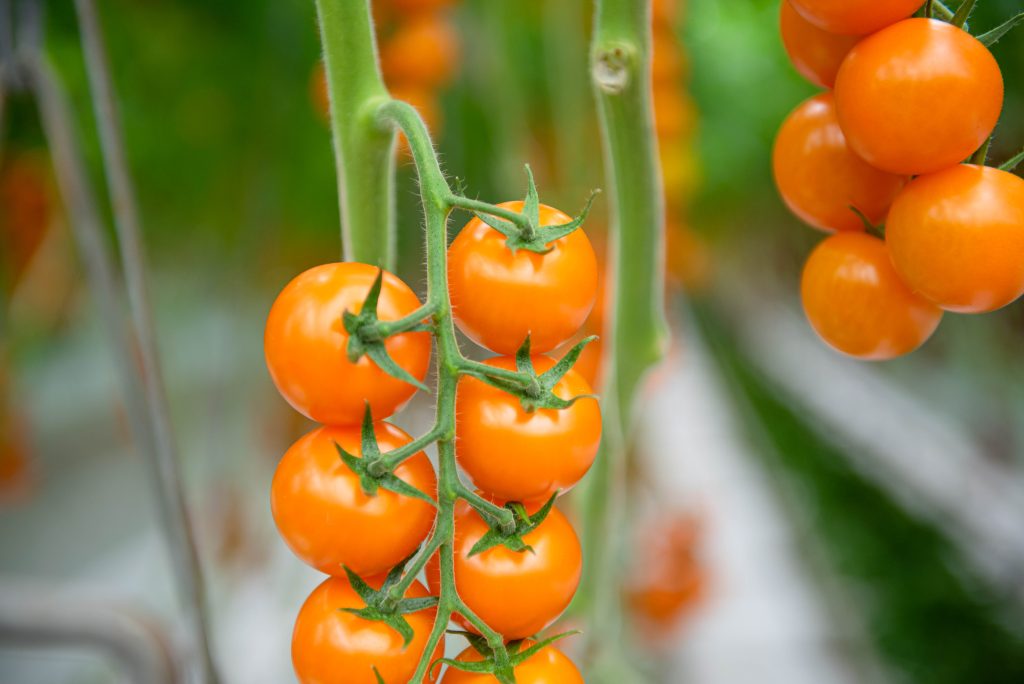 Growing tomatoes at home? Here’s 5 tips on how to grow the tastiest ...